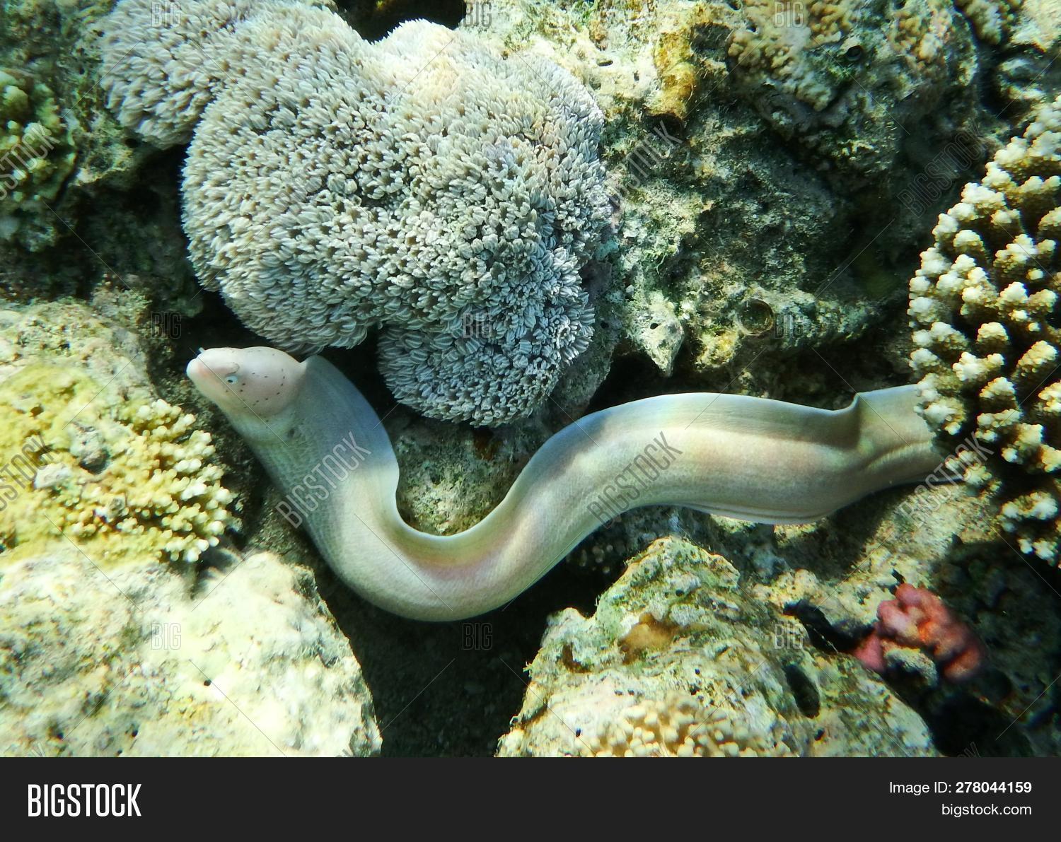 White Moray Eels Image & Photo (Free Trial) | Bigstock
