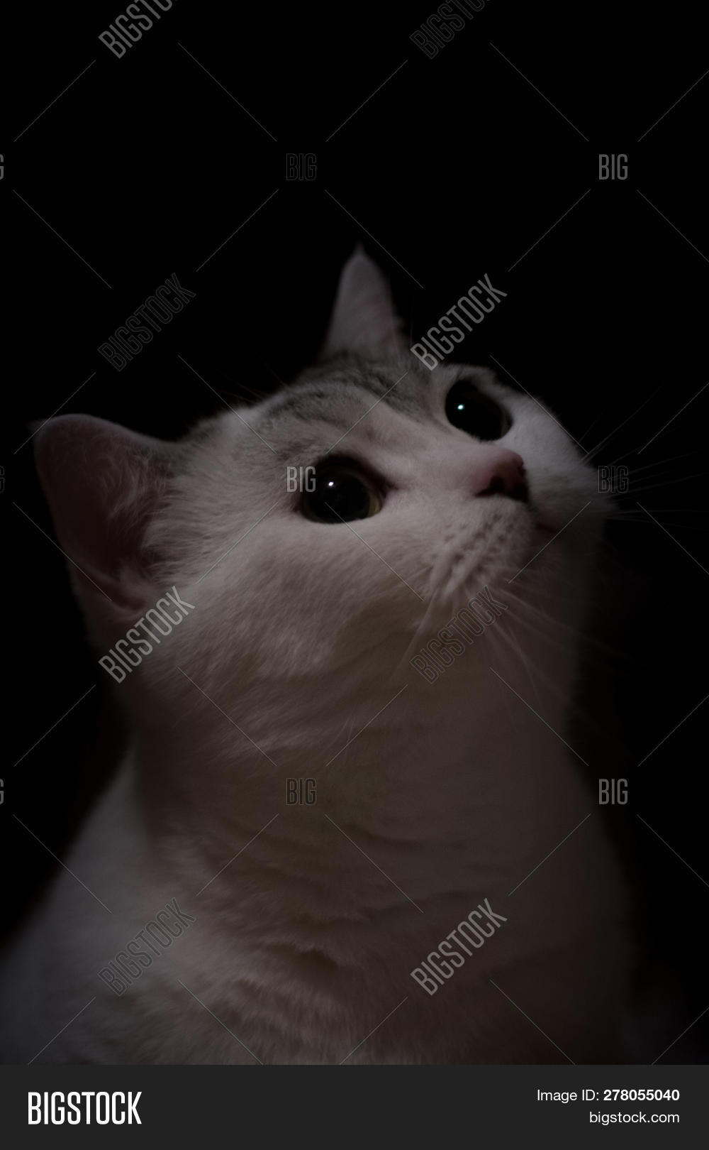 Cute Cat Poses Image & Photo (Free Trial) | Bigstock