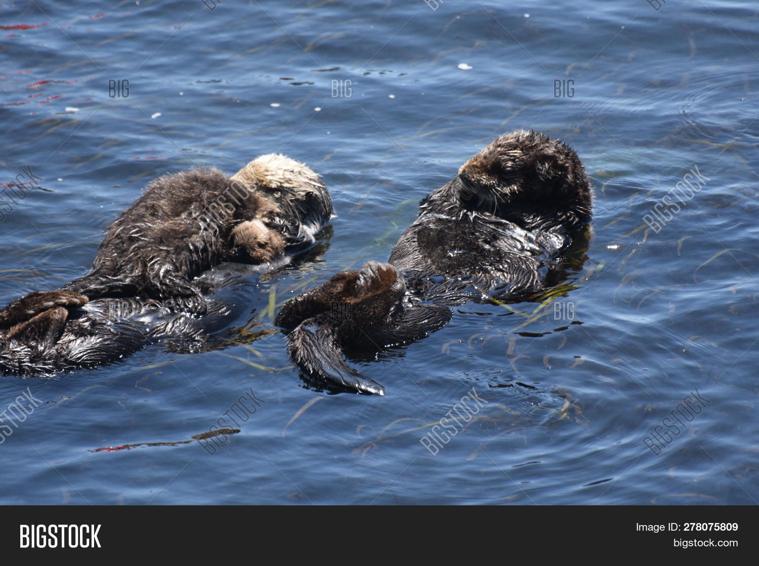 Sea Otters Floating On Image & Photo (Free Trial) | Bigstock