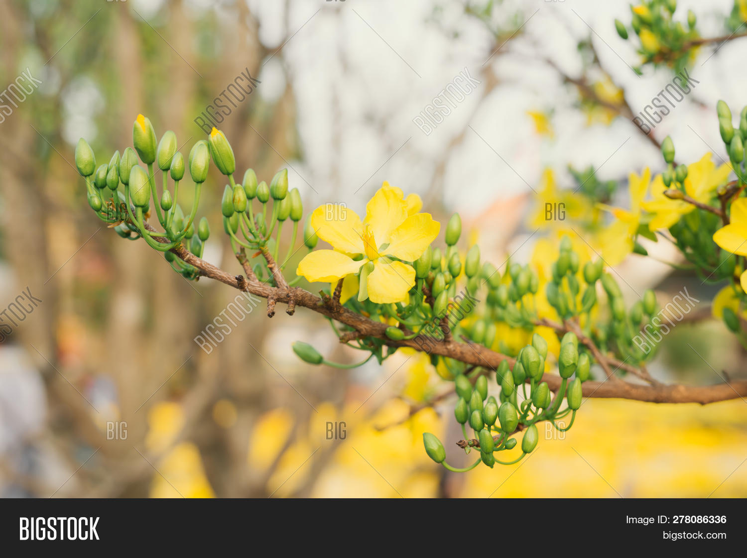 Ochna Integerrima Image & Photo (Free Trial) | Bigstock