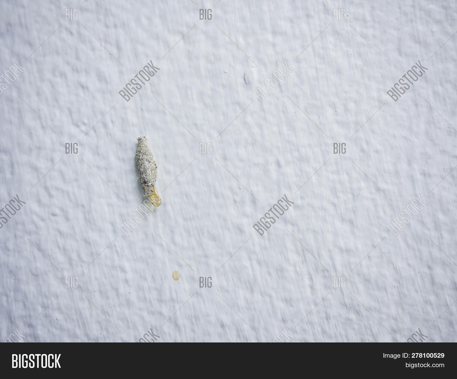 Close Case Worm On Image & Photo (Free Trial) | Bigstock