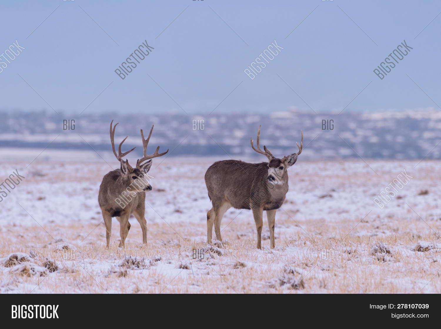 Two Mule Deer Bucks Image & Photo (Free Trial) | Bigstock