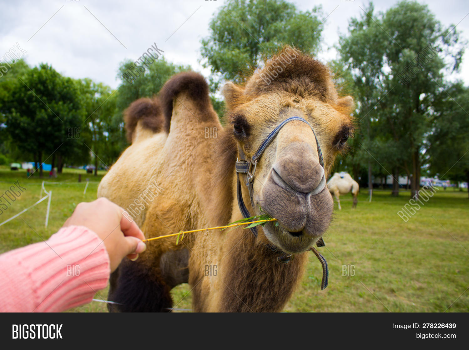 Camel Light Brown. Image & Photo (Free Trial) | Bigstock