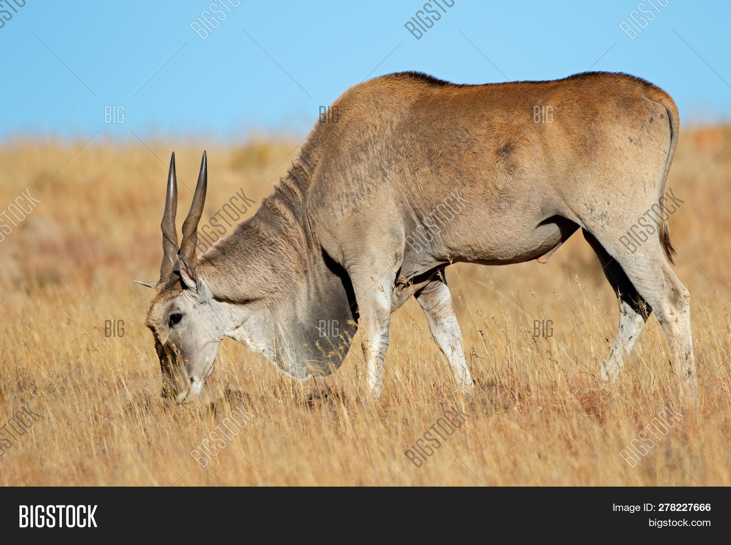 Eland Antelope