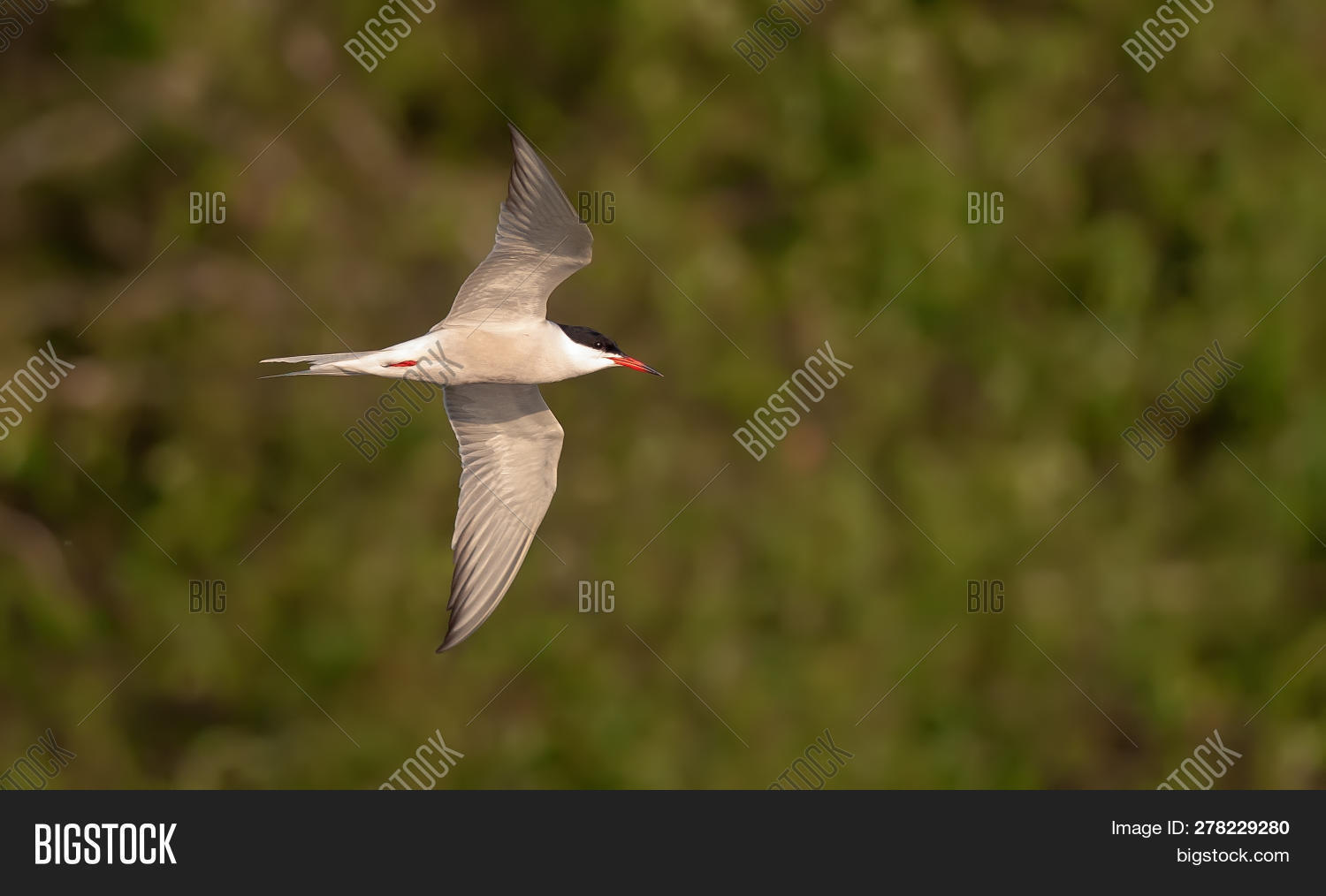 Common Tern Flying Image & Photo (Free Trial) | Bigstock
