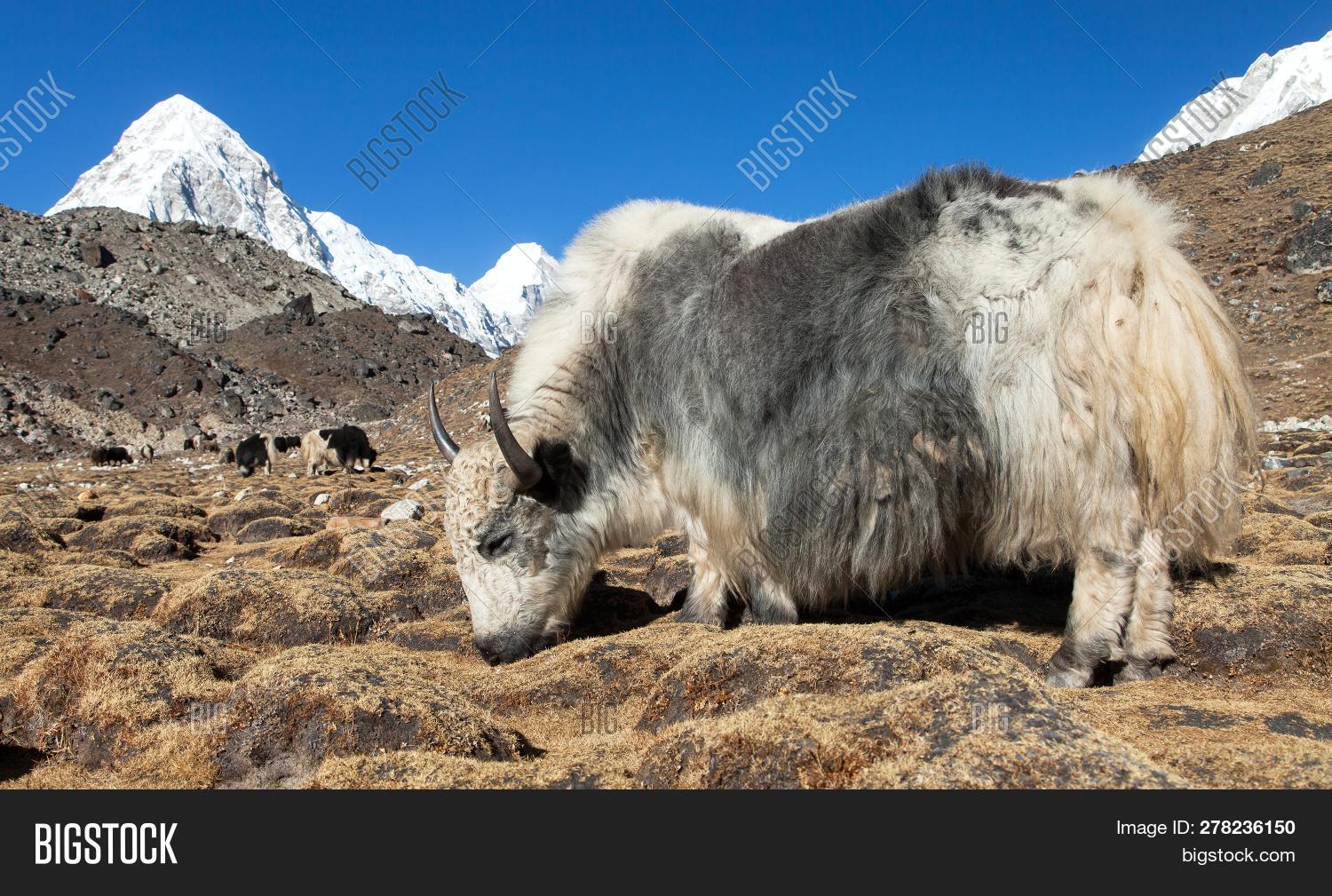 Yak, Bos Grunniens Bos Image & Photo (Free Trial) | Bigstock