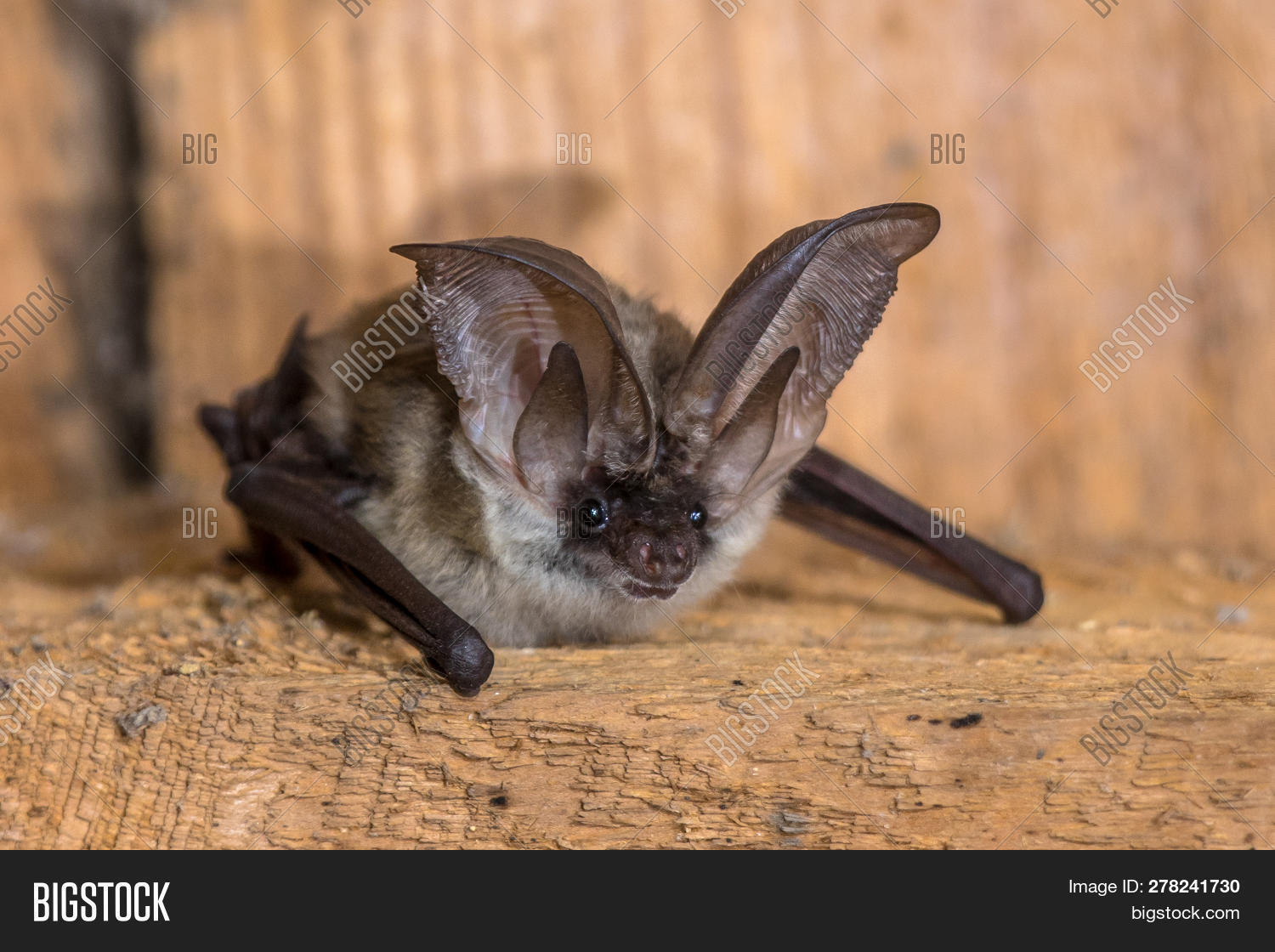 Grey Long-eared Bat ( Image & Photo (Free Trial) | Bigstock
