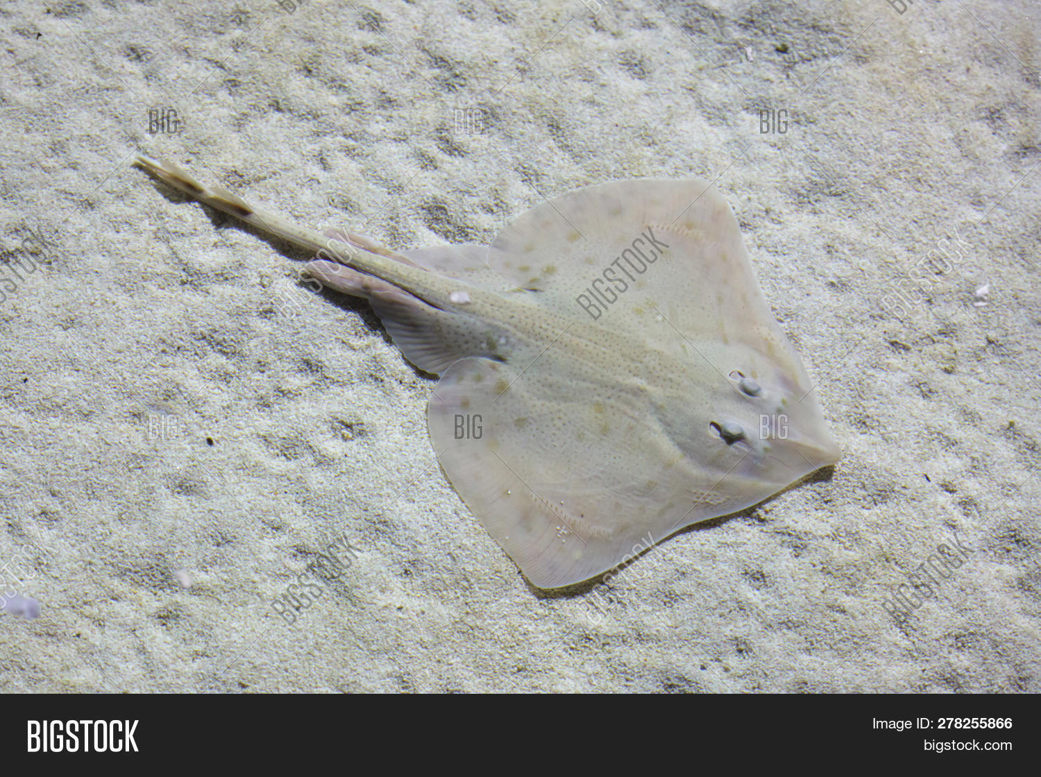 Undulate Ray (Raja Image & Photo (Free Trial) | Bigstock