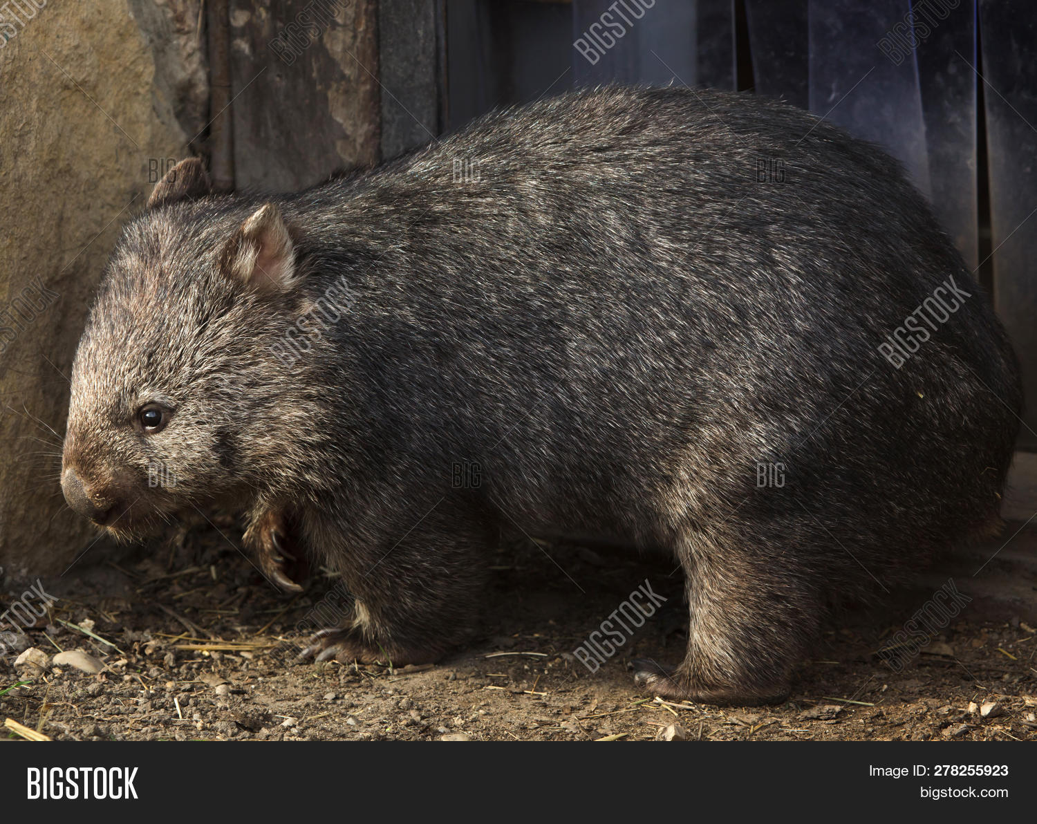 Common Wombat ( Image & Photo (Free Trial) | Bigstock