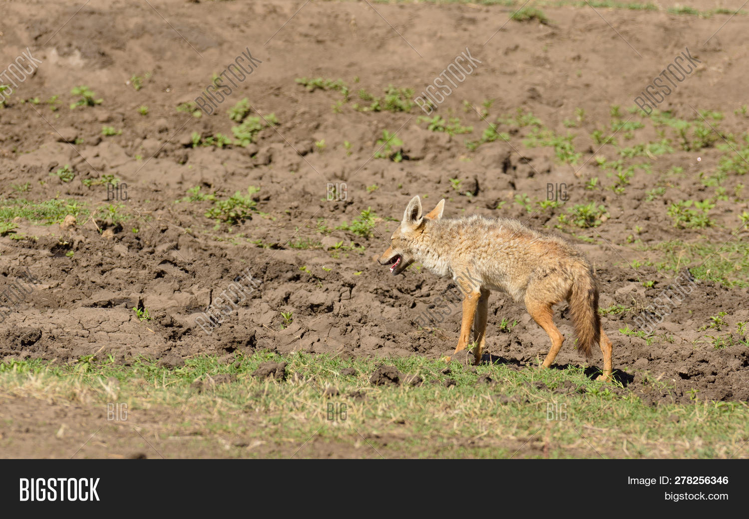 Close- Golden Jackal ( Image & Photo (Free Trial) | Bigstock