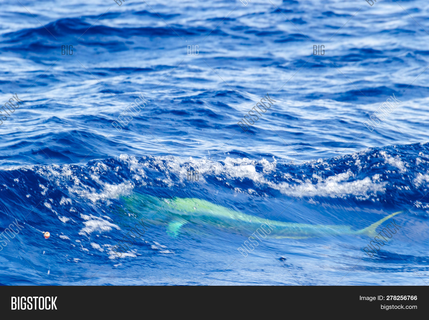 Catching Big Ocean Image & Photo (Free Trial) | Bigstock