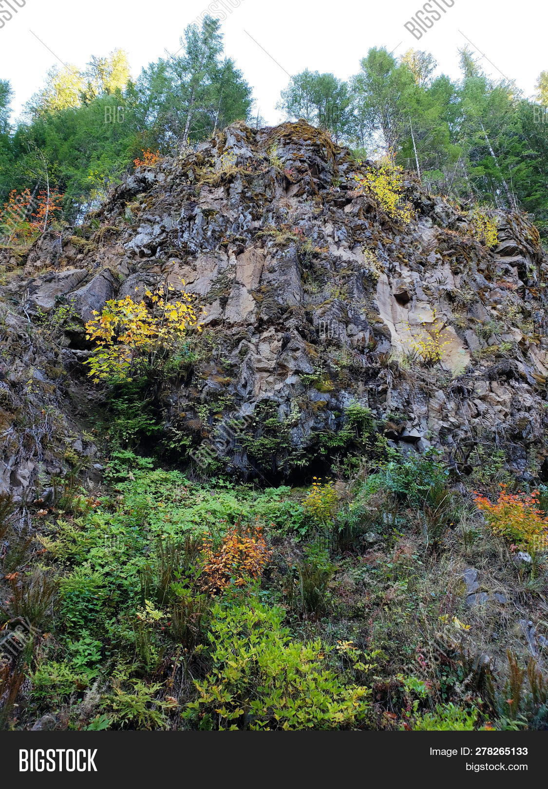 Rugged Cliffside Trees Image & Photo (Free Trial) | Bigstock