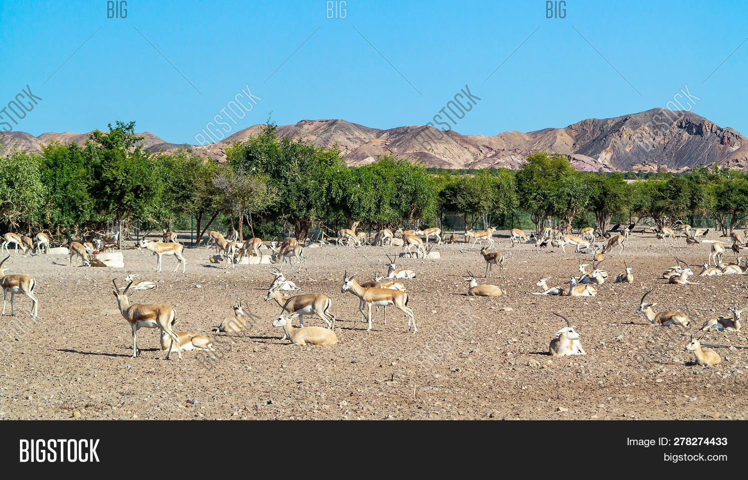 Antelope Group Safari Image & Photo (Free Trial) | Bigstock