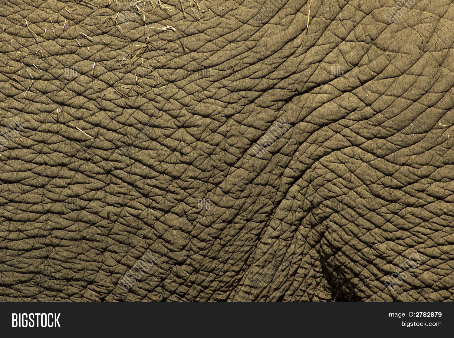 Elephant Skin Image & Photo (Free Trial) | Bigstock
