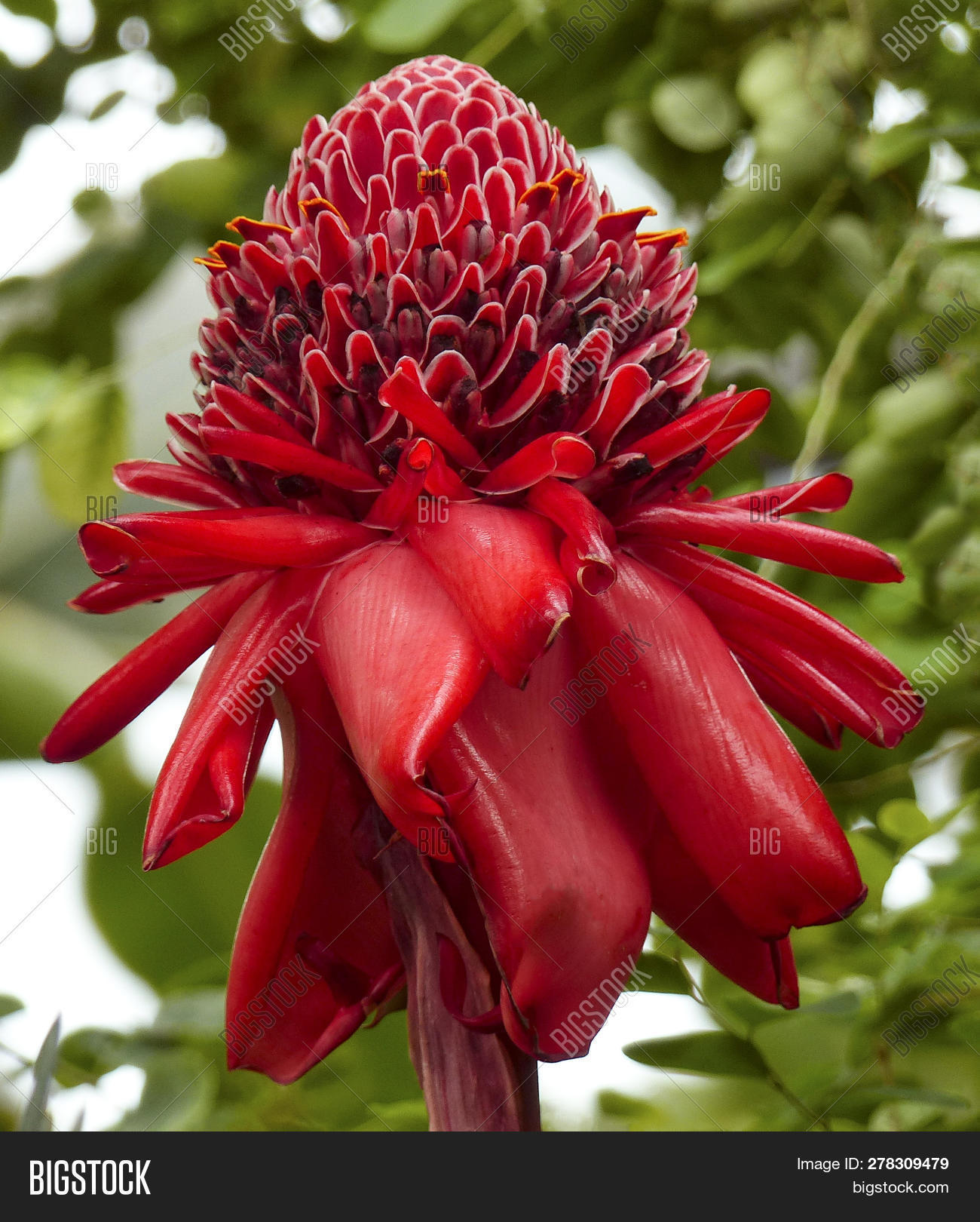 Etlingera Elatior Image & Photo (Free Trial) | Bigstock