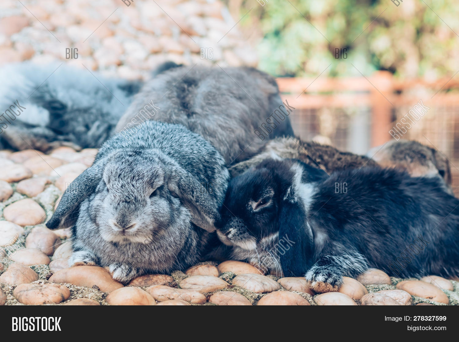 Cute Rabbits Resting Image & Photo (Free Trial) | Bigstock
