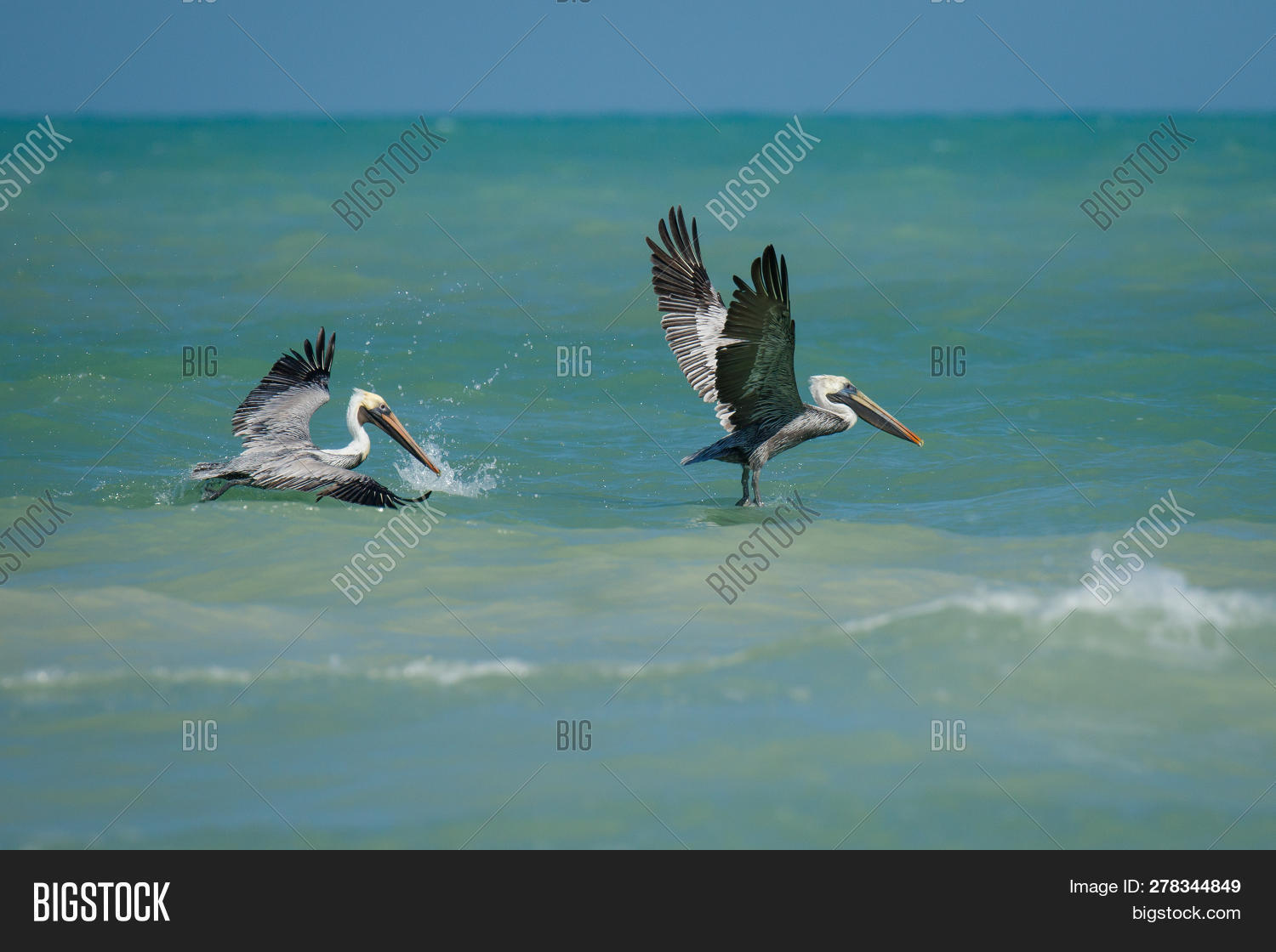 Two Pelicans Flying Image & Photo (Free Trial) | Bigstock