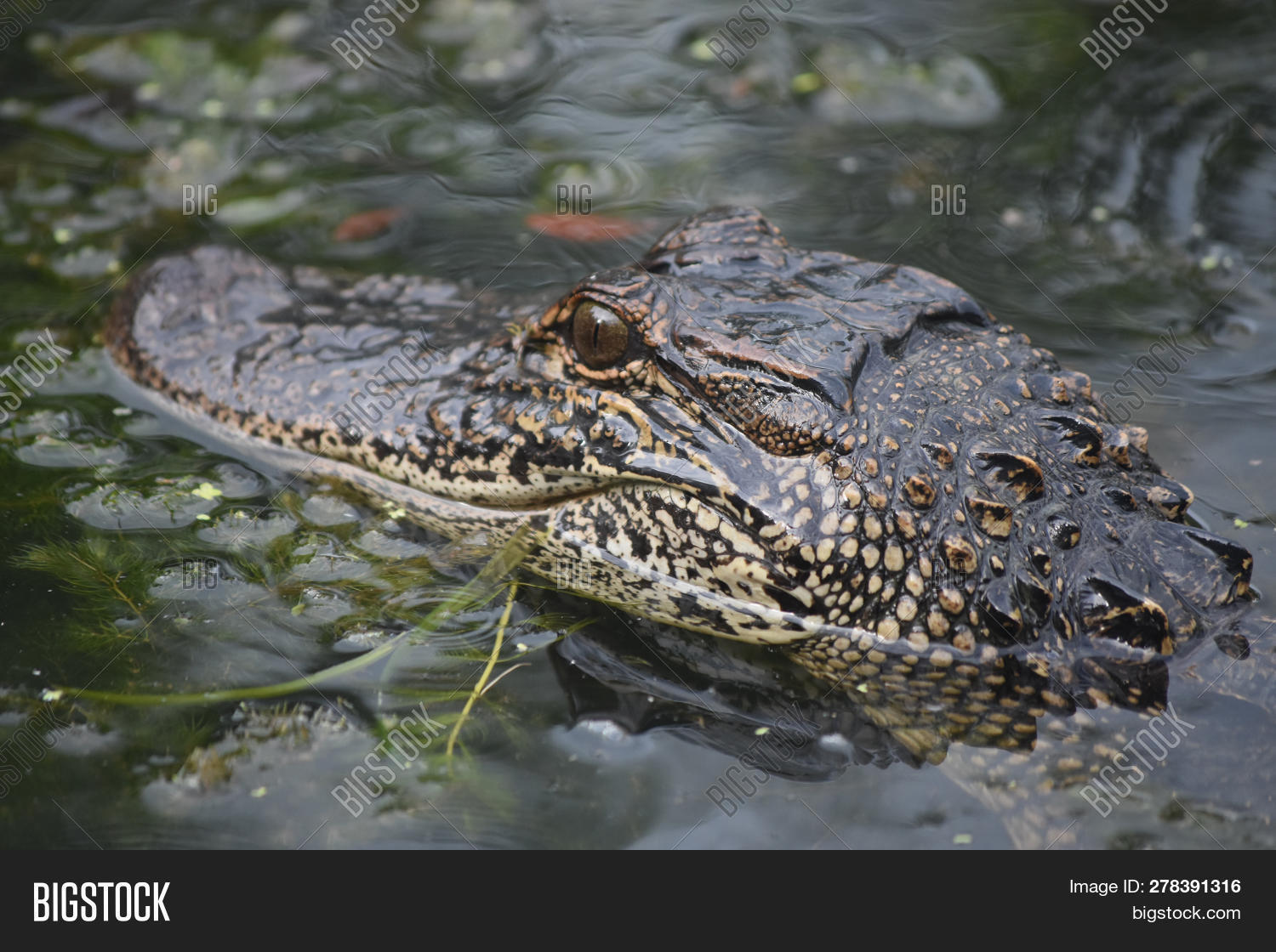 Floating Alligator Image & Photo (Free Trial) | Bigstock
