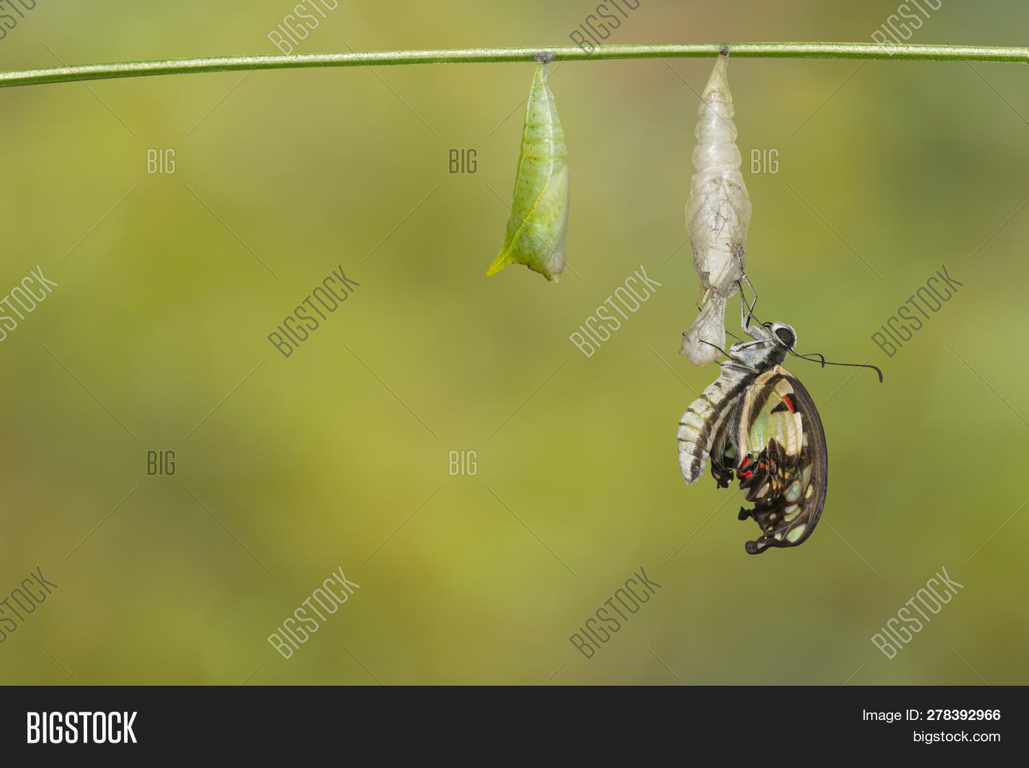 Emerged Common Jay Image & Photo (Free Trial) | Bigstock