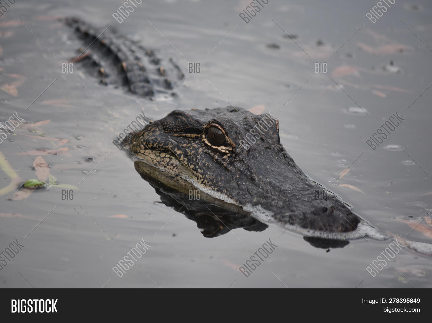 Scarey Alligator Image & Photo (Free Trial) | Bigstock