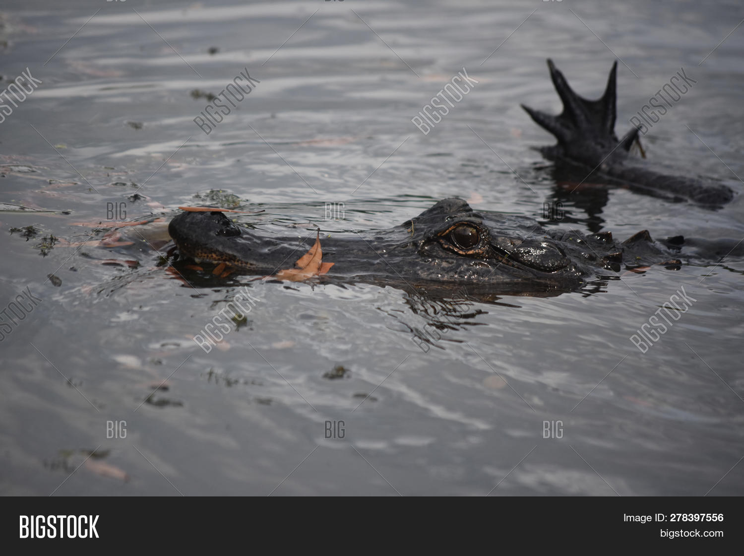 Small Alligator Image & Photo (Free Trial) | Bigstock