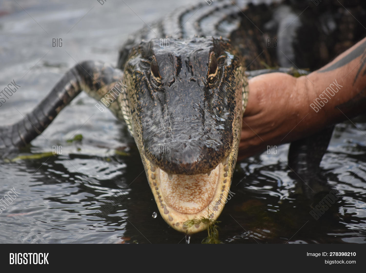 Small Gator His Mouth Image & Photo (Free Trial) | Bigstock