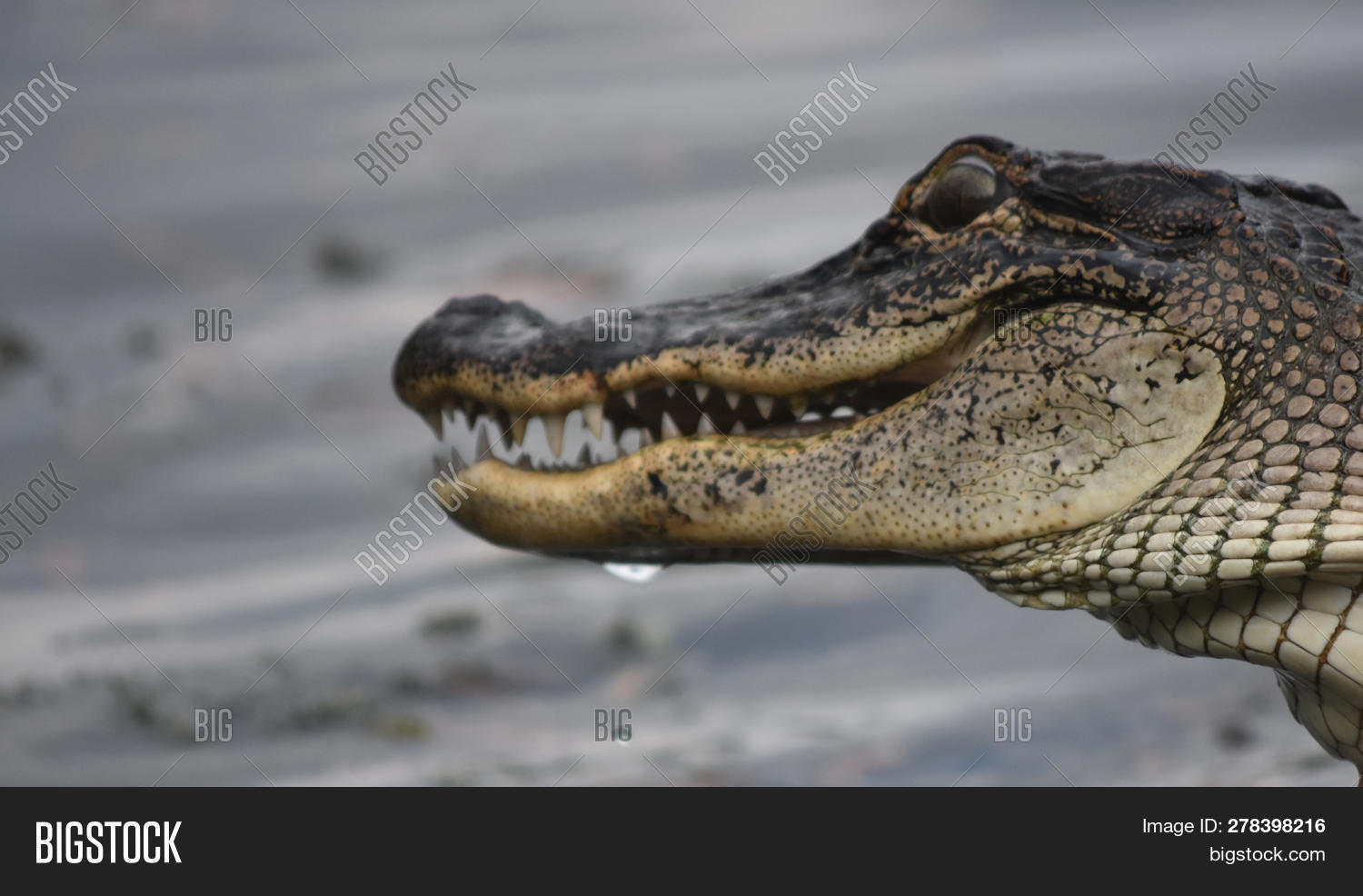 Wild American Image & Photo (Free Trial) | Bigstock