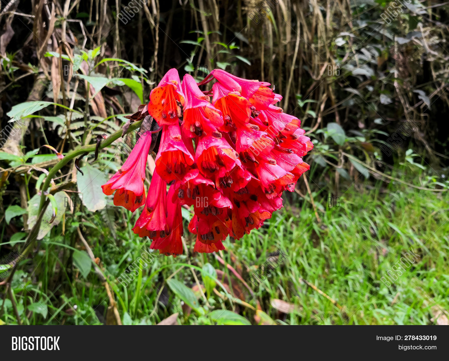 Beautiful Specimen Image & Photo (Free Trial) | Bigstock