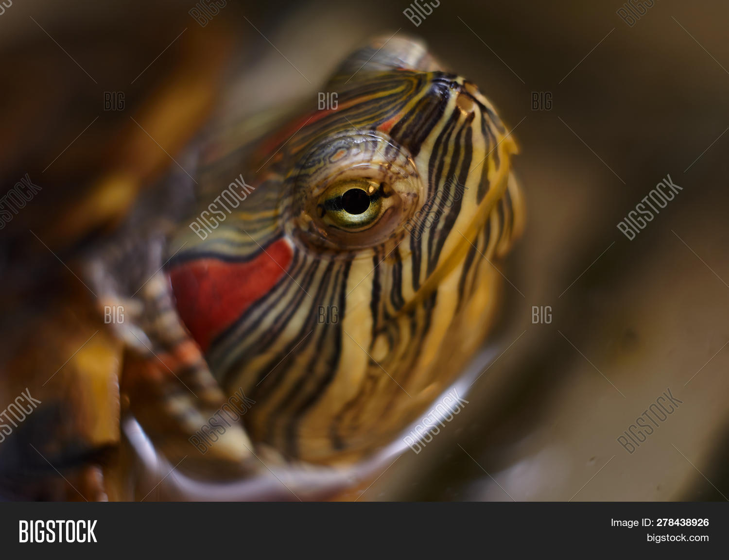 Red-eared Turtle ( Image & Photo (Free Trial) | Bigstock