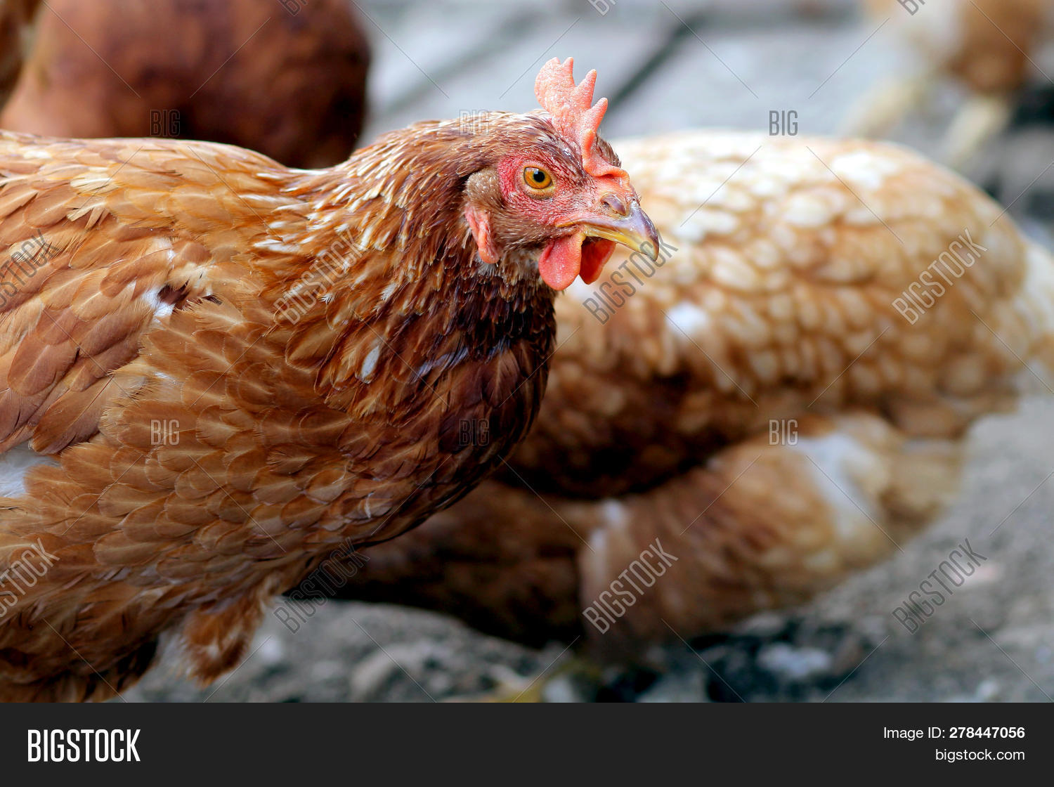 Hens Feed On Image & Photo (Free Trial) | Bigstock