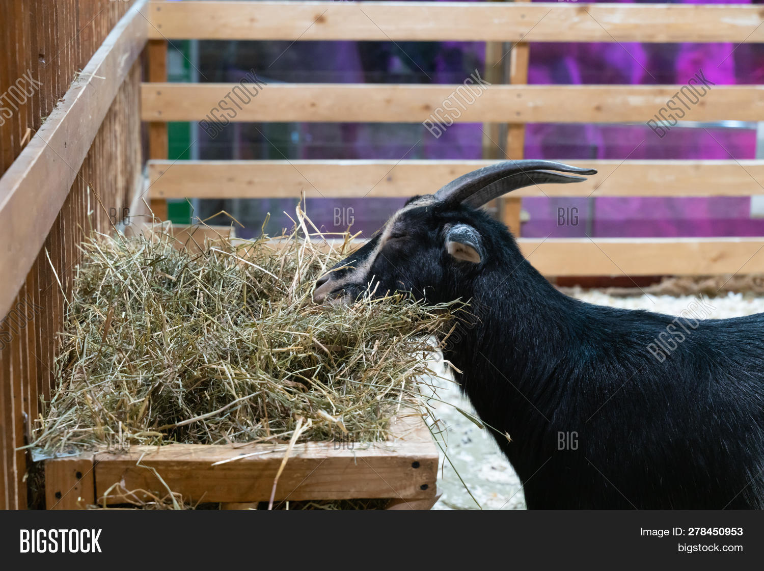 Goat Cage Eating Hay Image & Photo (Free Trial) | Bigstock