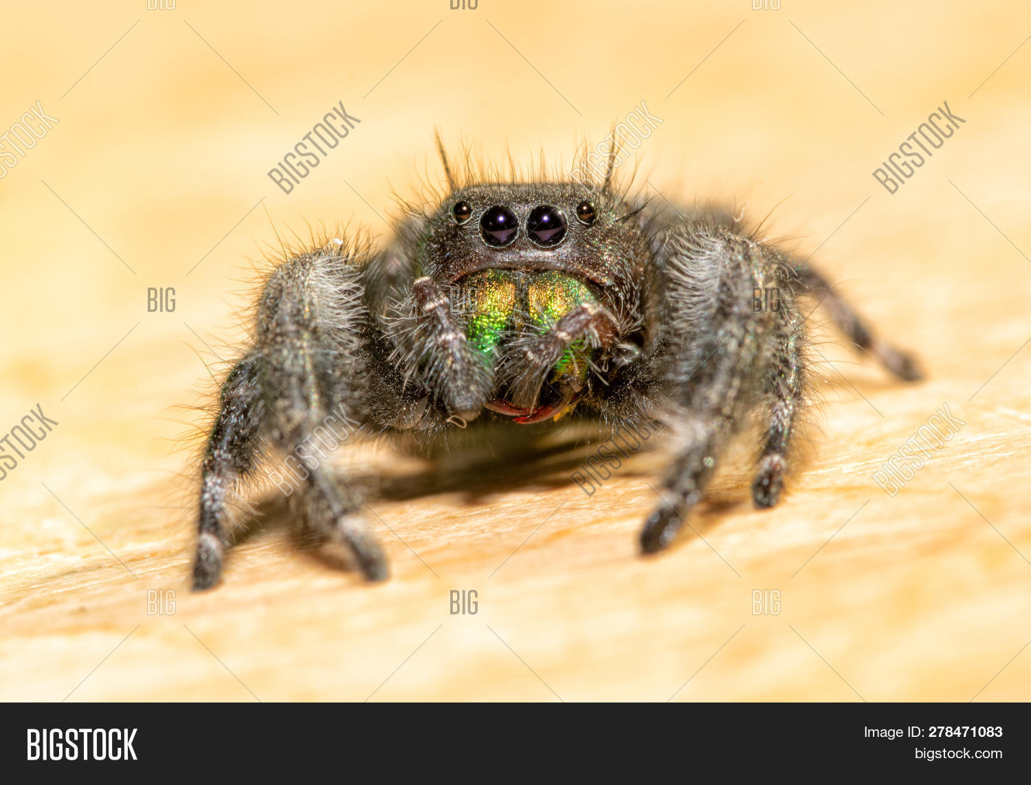 Bold Jumping Spider Image & Photo (Free Trial) | Bigstock
