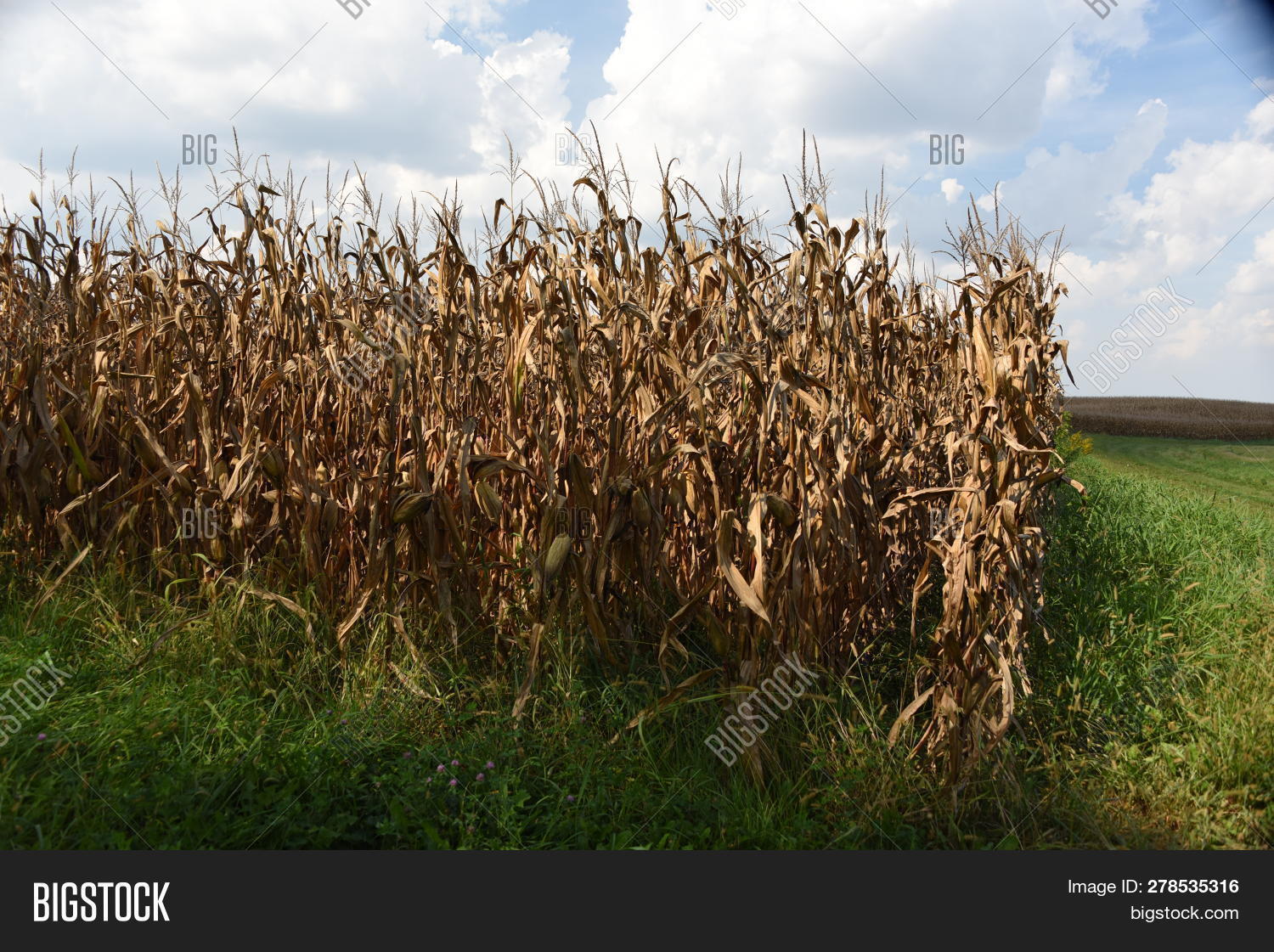 End Giant Corn Field Image & Photo (Free Trial) | Bigstock