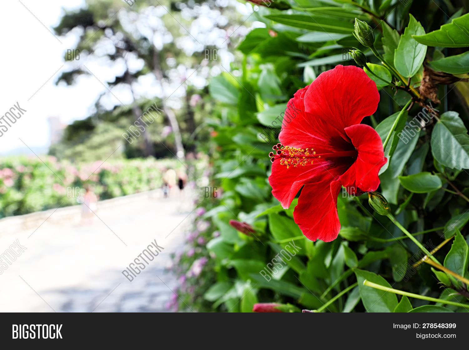 Flower Near Walking Image & Photo (Free Trial) | Bigstock