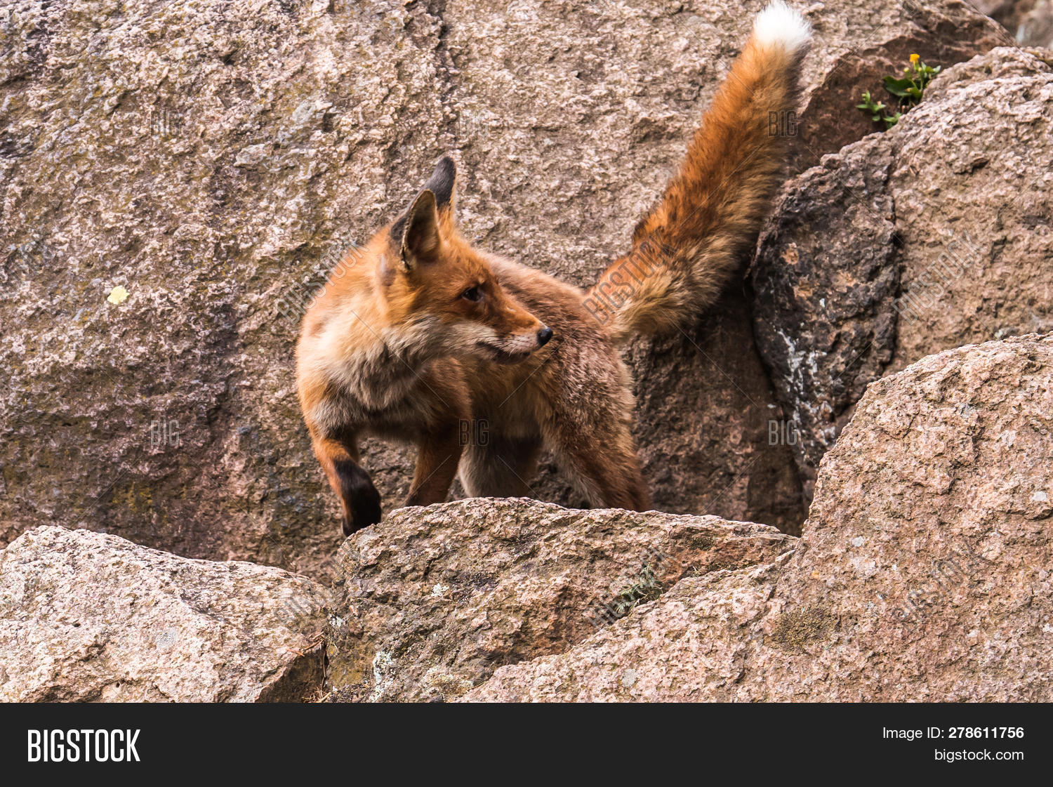 Red Fox Jumping , Image & Photo (Free Trial) | Bigstock