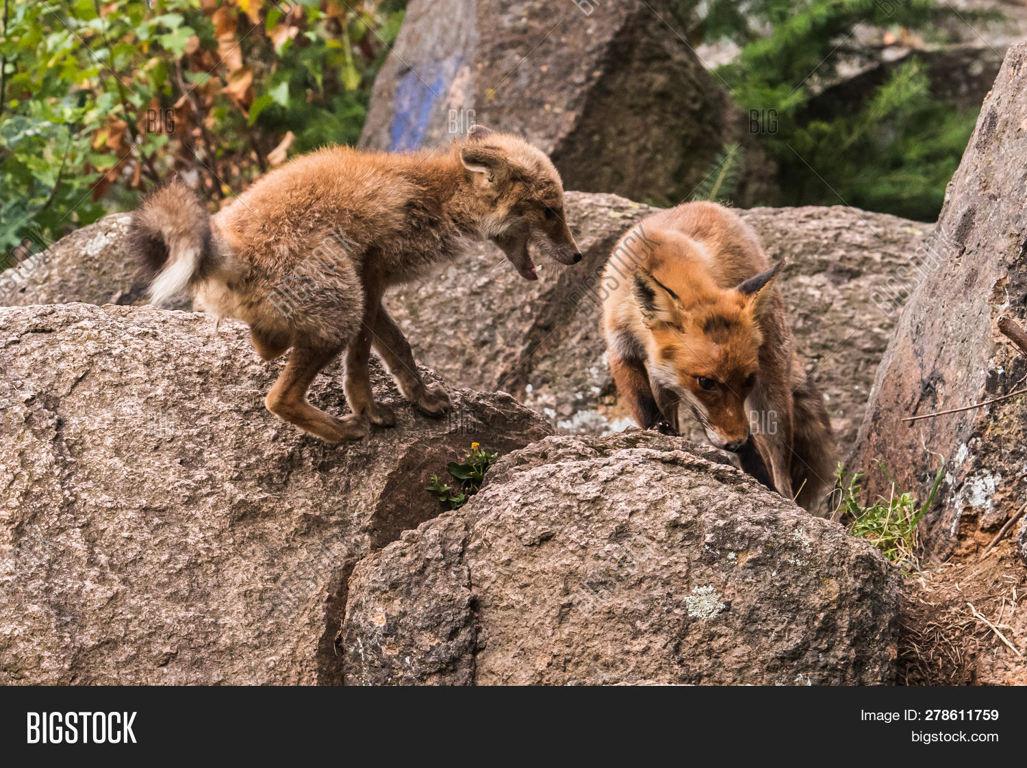Red Fox Jumping , Image & Photo (Free Trial) | Bigstock