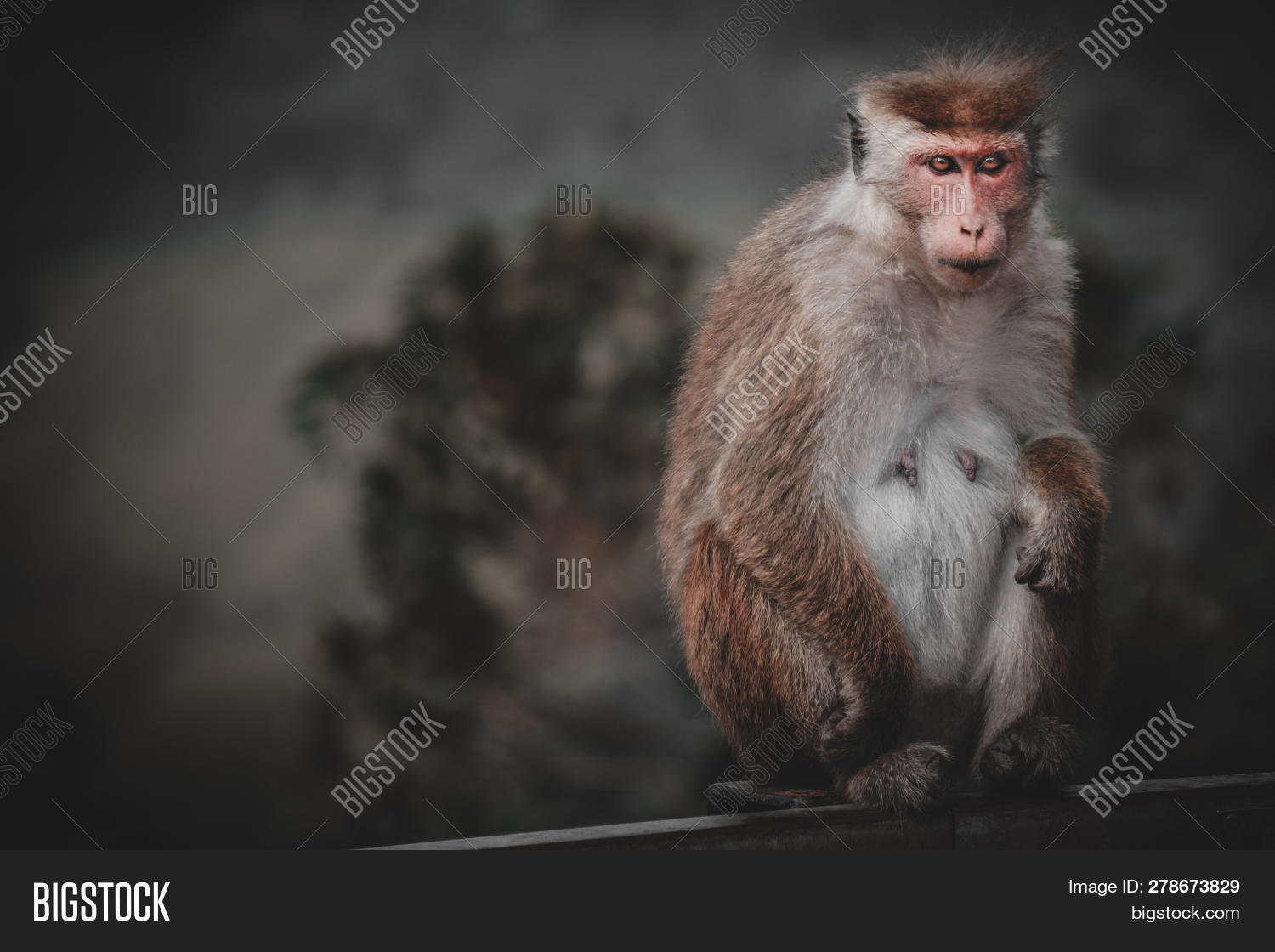 Toned Picture Scary Image & Photo (Free Trial) | Bigstock