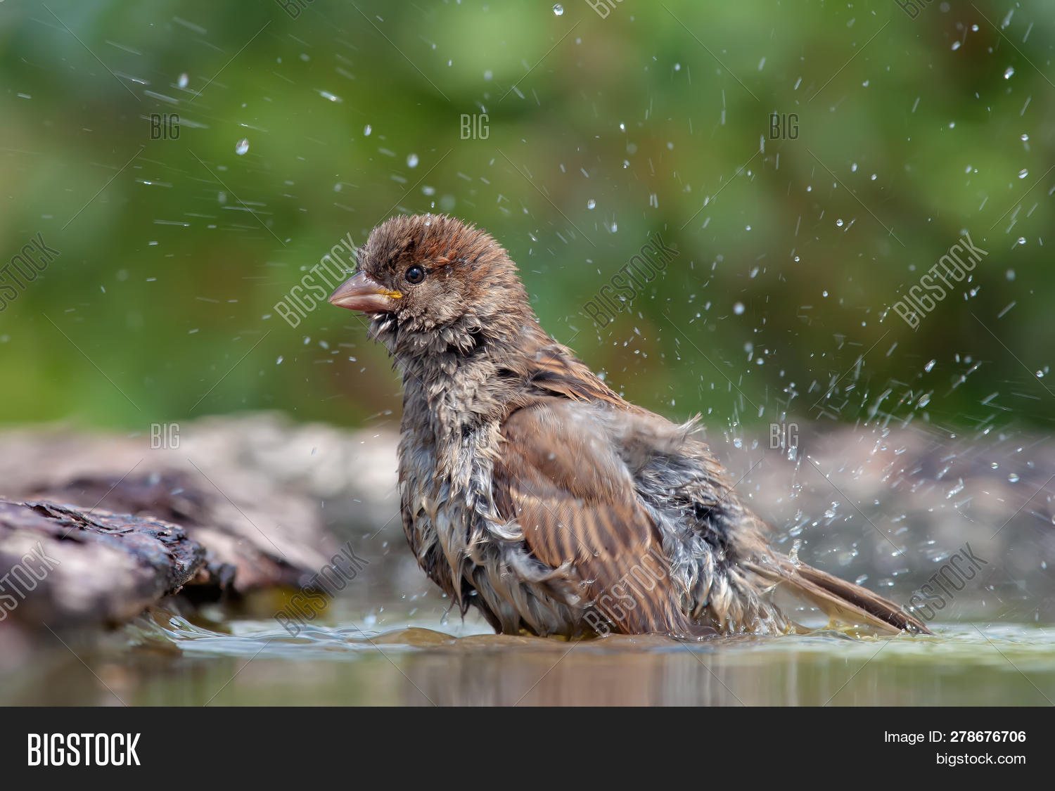 House Sparrow Bathing Image & Photo (Free Trial) | Bigstock