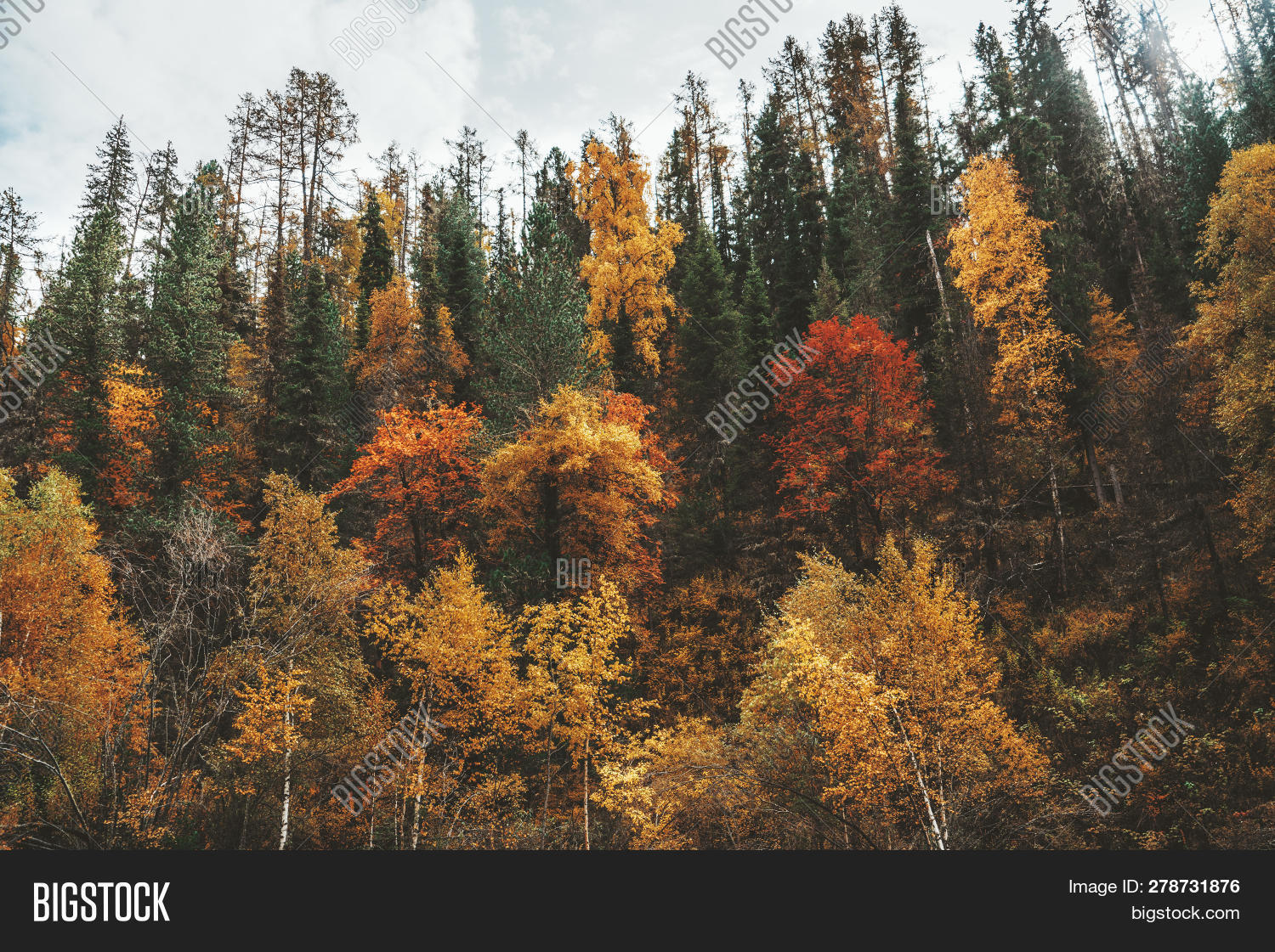 Cedar Trees In Taiga Biome Free Images : Bark, Branches, Cedar,