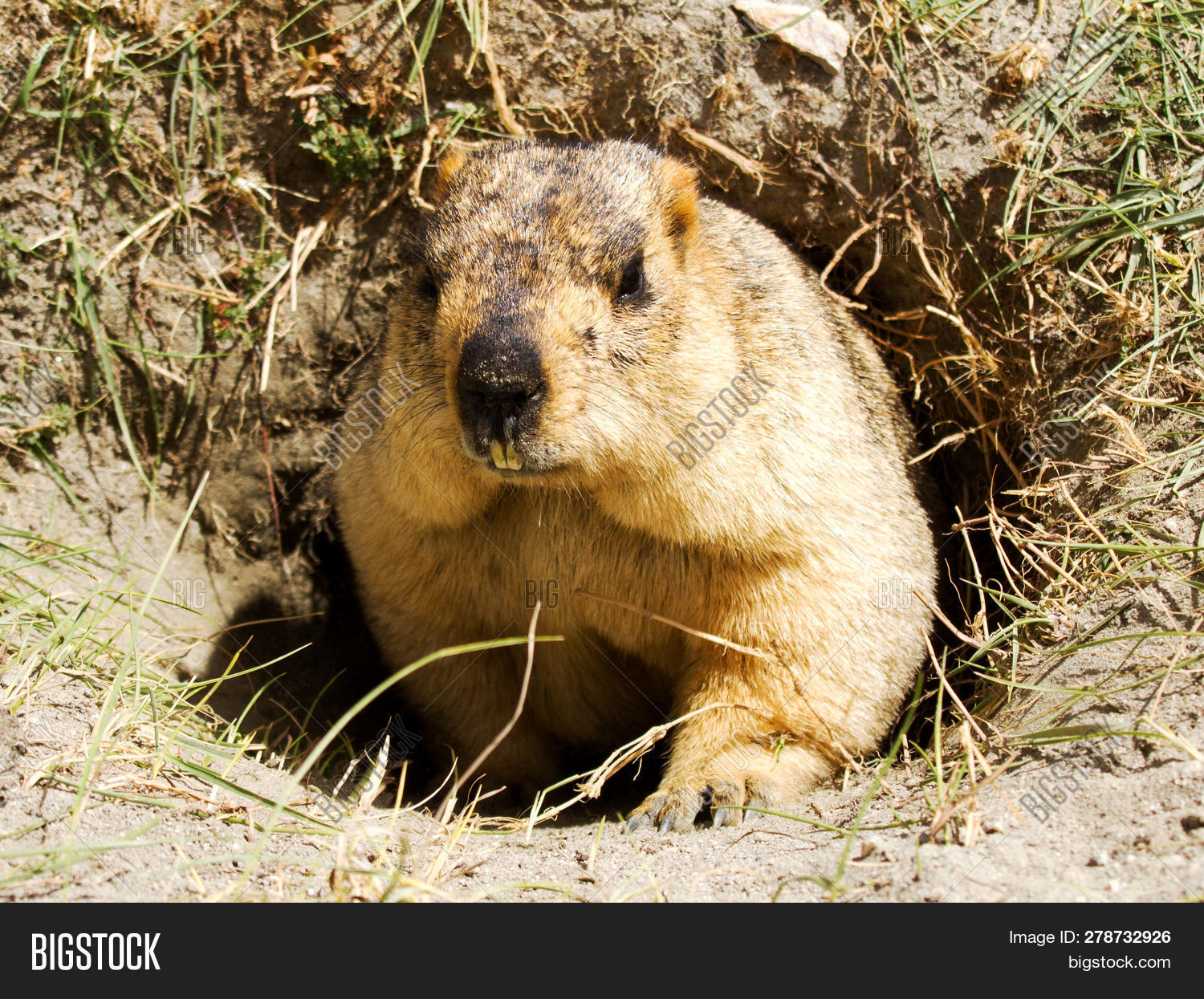 Funny Marmot Hole Image & Photo (Free Trial) | Bigstock