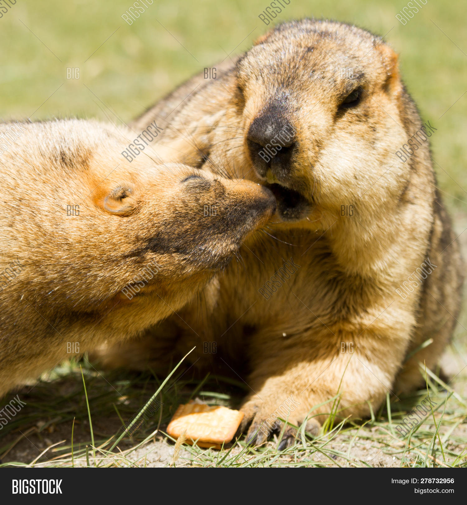 Couple Funny Marmots Image & Photo (Free Trial) | Bigstock