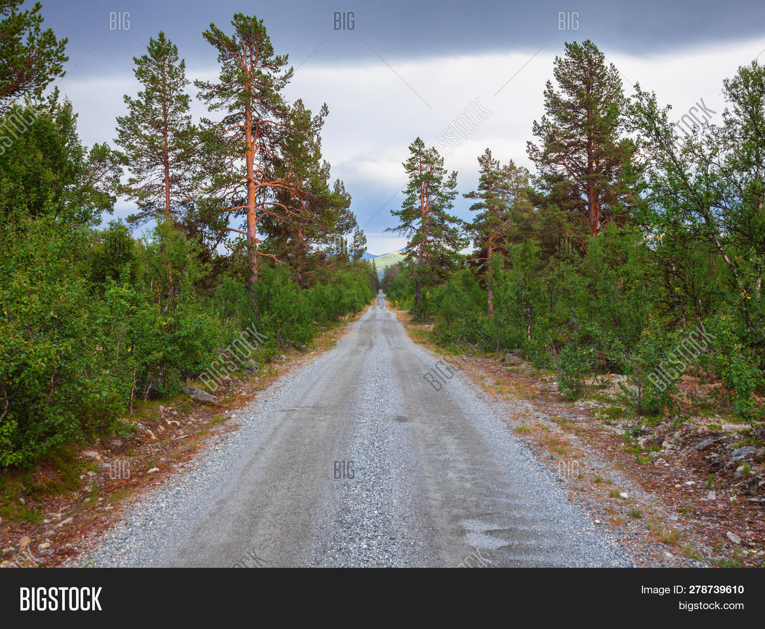Straight Scenic Forest Image & Photo (Free Trial) | Bigstock