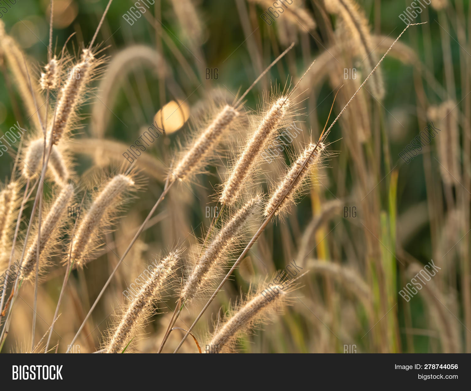 Closeup Group Poaceae Image & Photo (Free Trial) | Bigstock