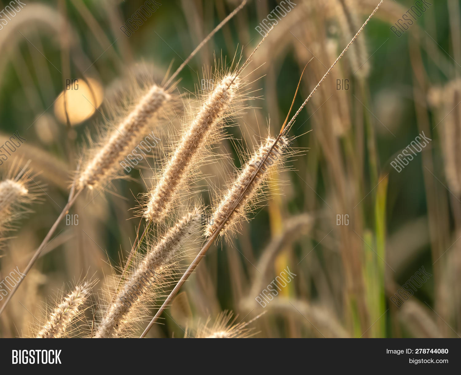 Closeup Group Poaceae Image & Photo (Free Trial) | Bigstock