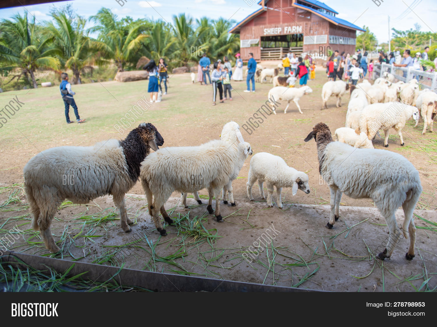 Sheep Meadow On Green Image & Photo (Free Trial) | Bigstock