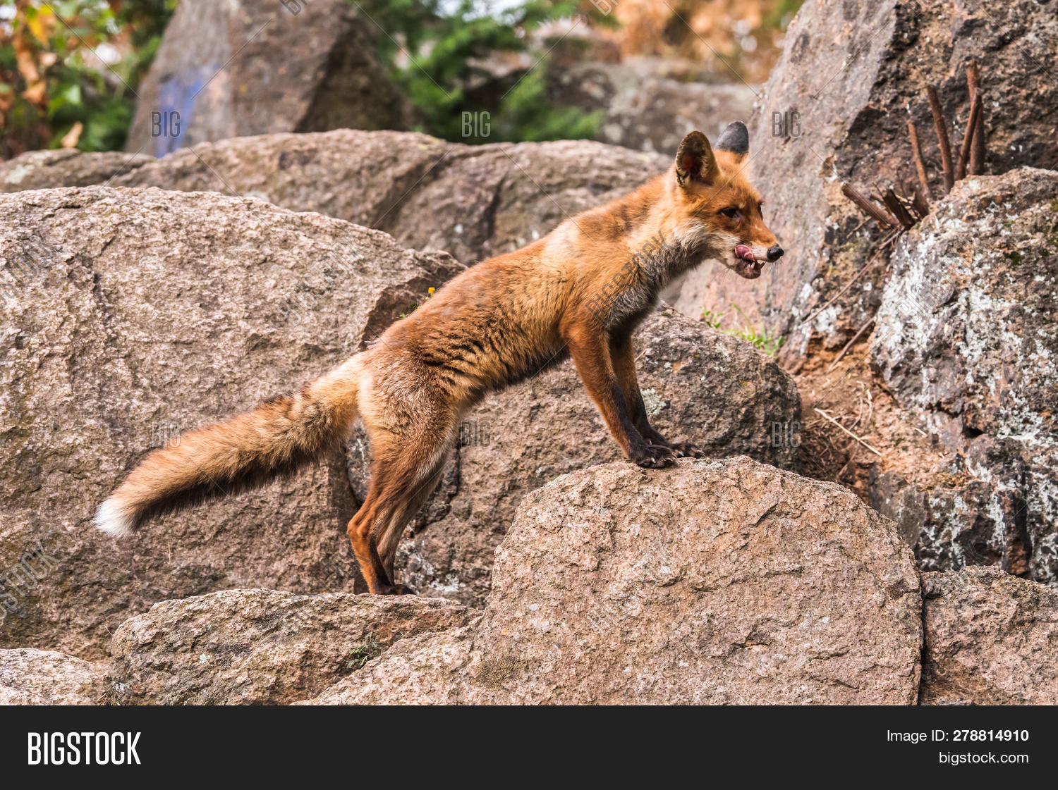 Red Fox Jumping , Image & Photo (Free Trial) | Bigstock