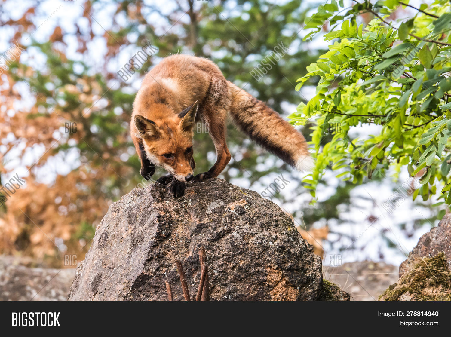 Red Fox Jumping , Image & Photo (Free Trial) | Bigstock