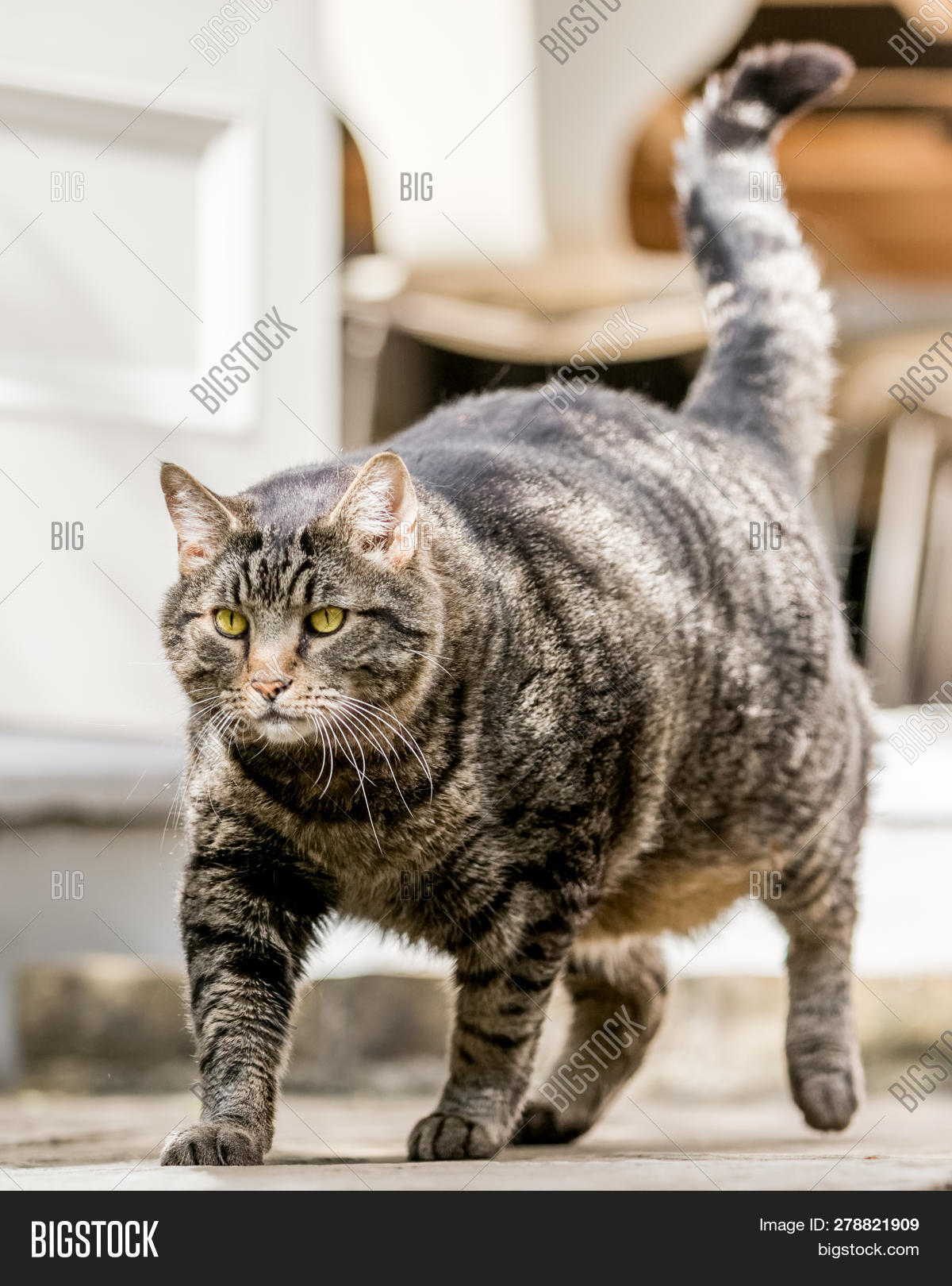 Very Very Very Very Fat Cats