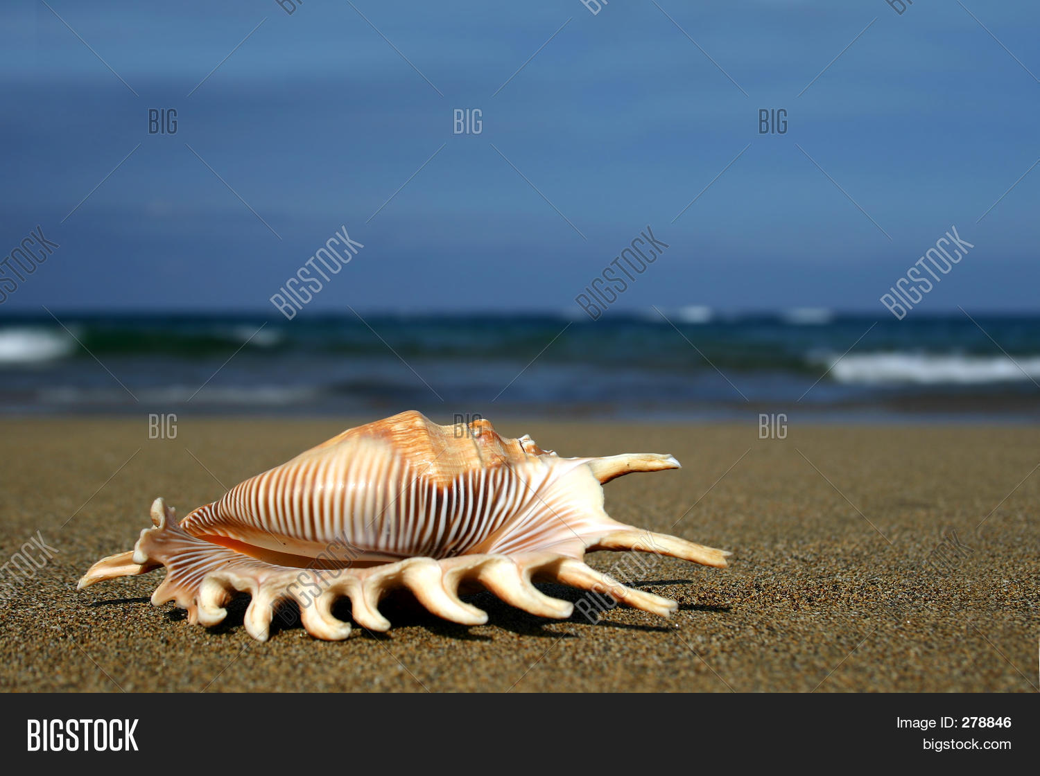 Seashore Shell Image & Photo (Free Trial) | Bigstock