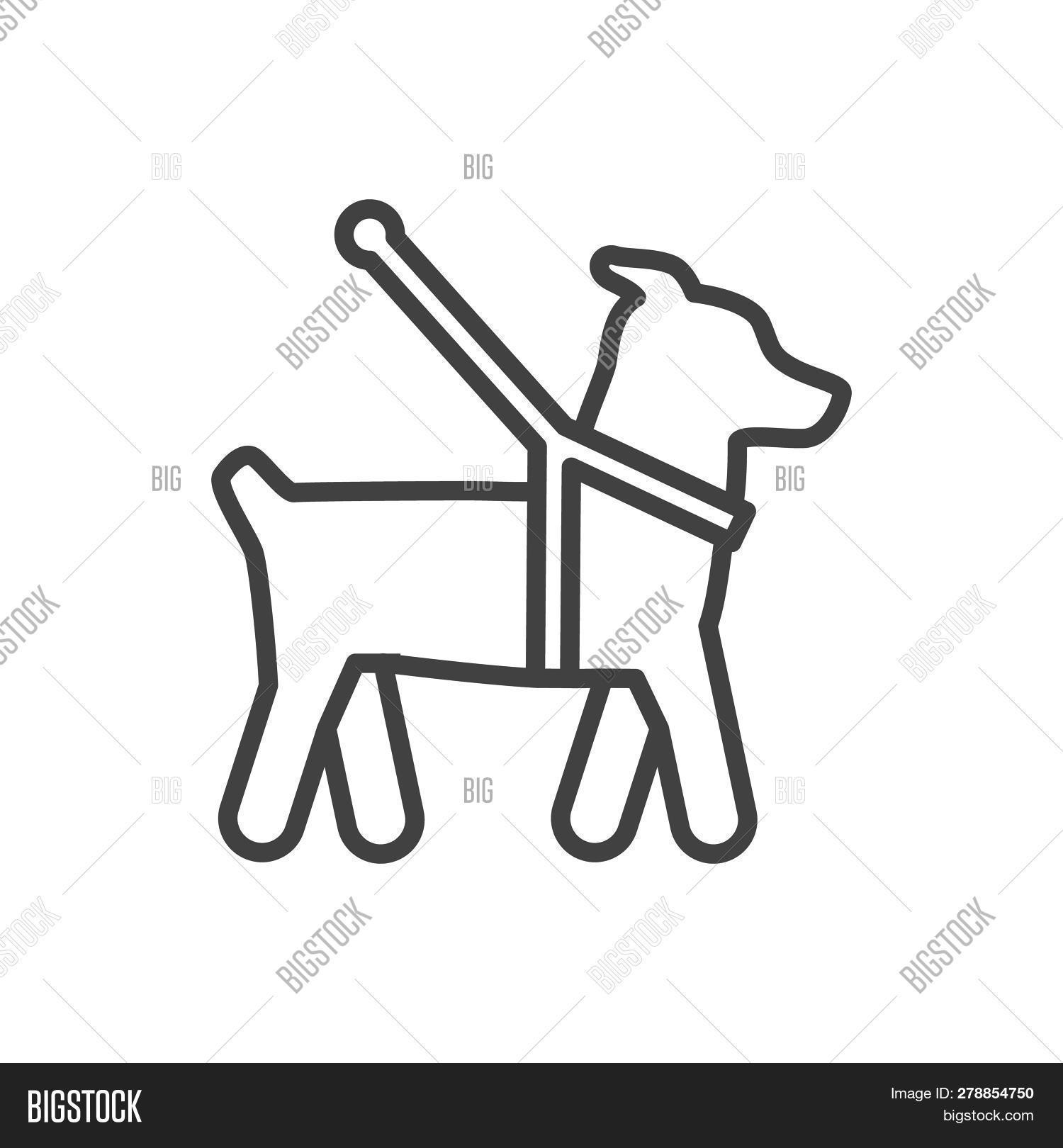 Isolated Guide Dog Image & Photo (Free Trial) | Bigstock